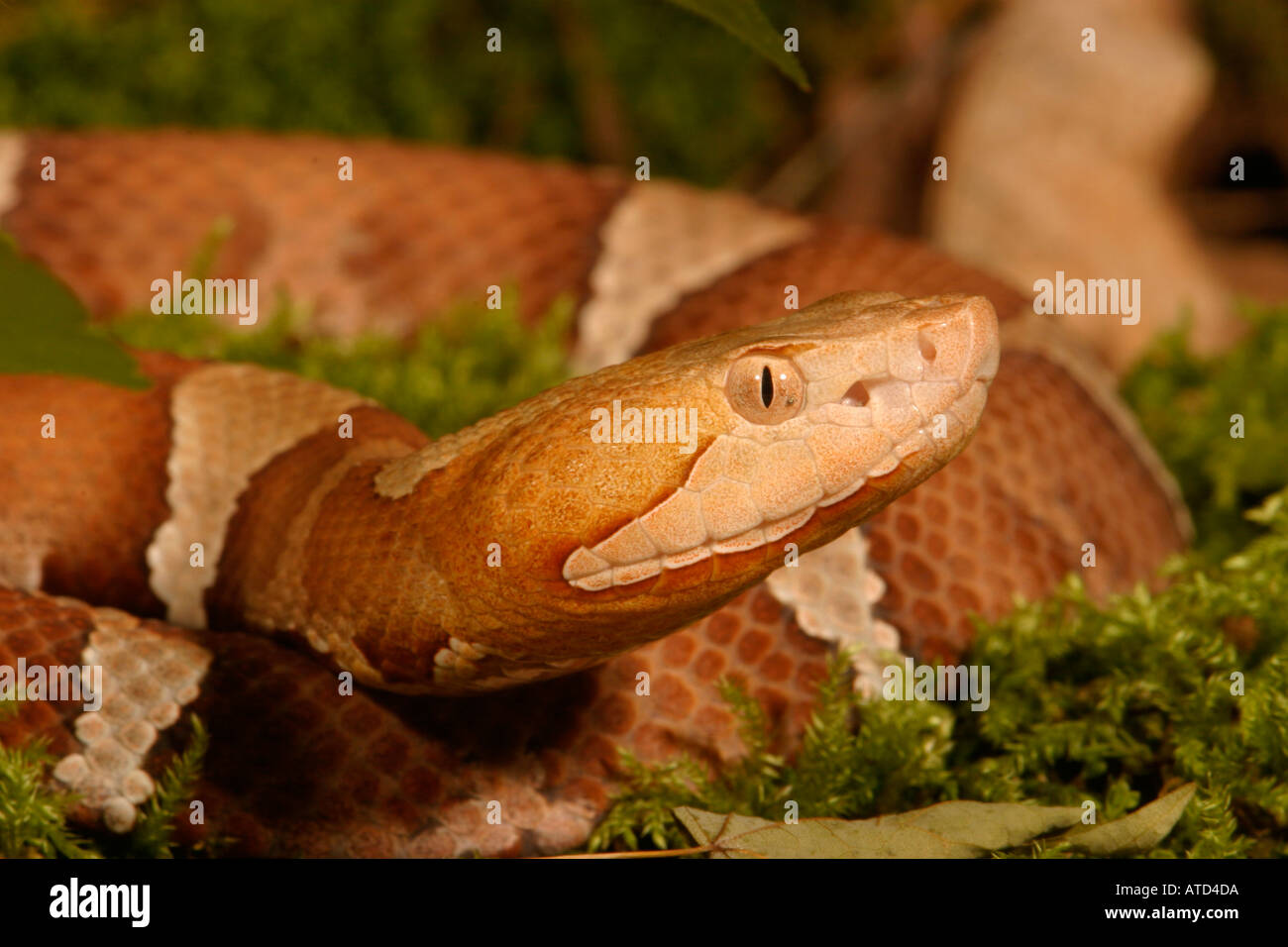 Broad Banded Copperhead Snake Stock Photo - Alamy