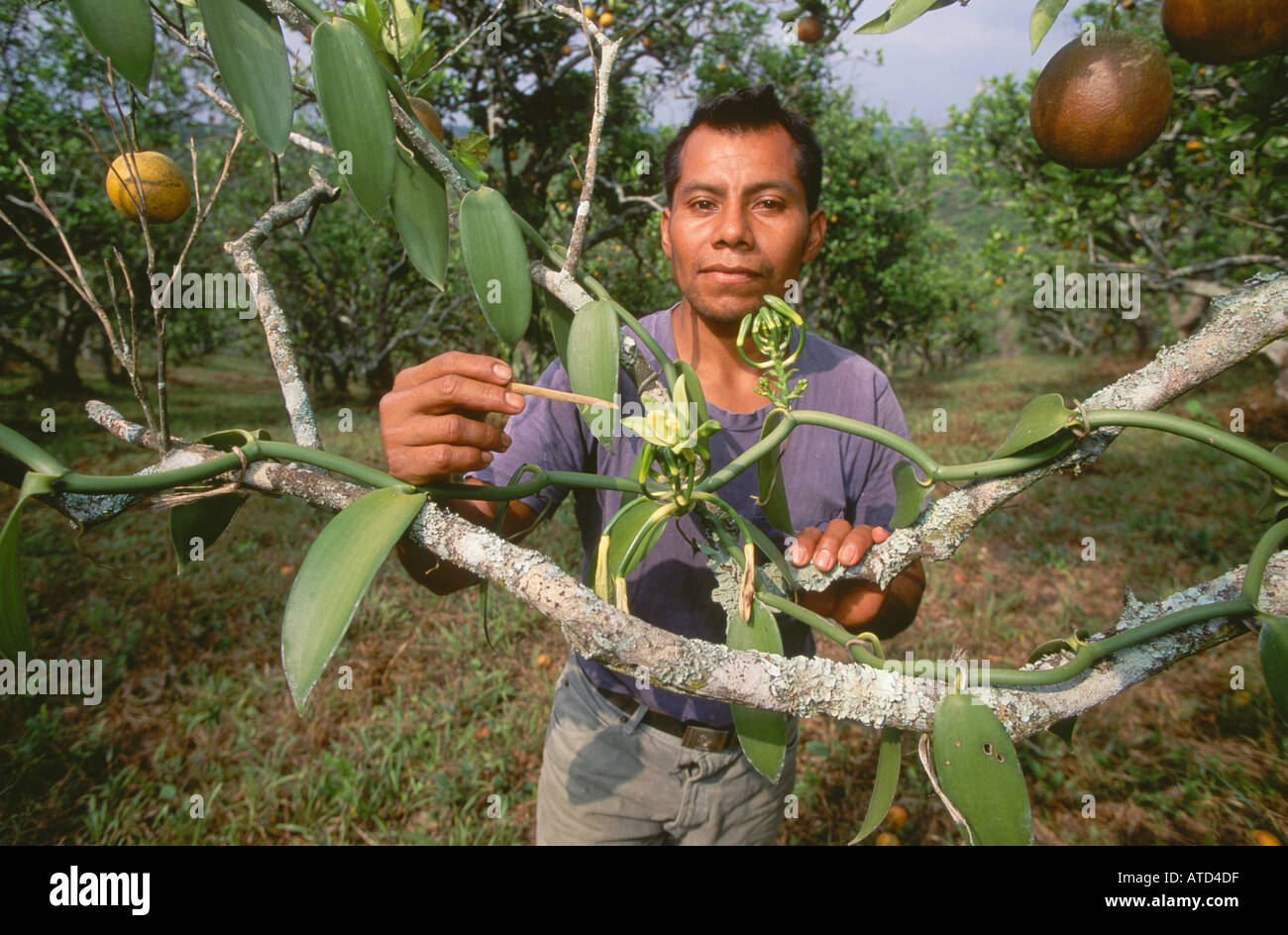 Mexico mexican photograph photo image picture pic hi-res stock ...