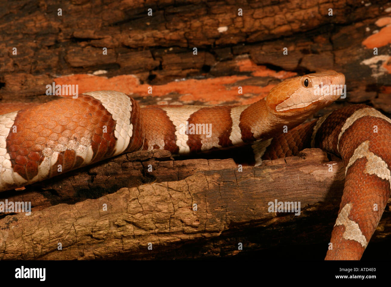 Trans Pecos Copperhead Snake Stock Photo - Alamy