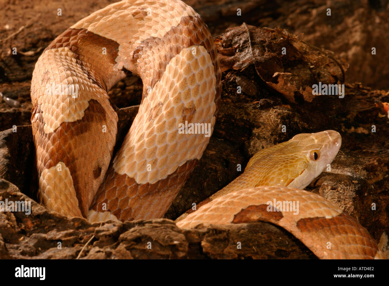 Southern Copperhead Snake Pictures