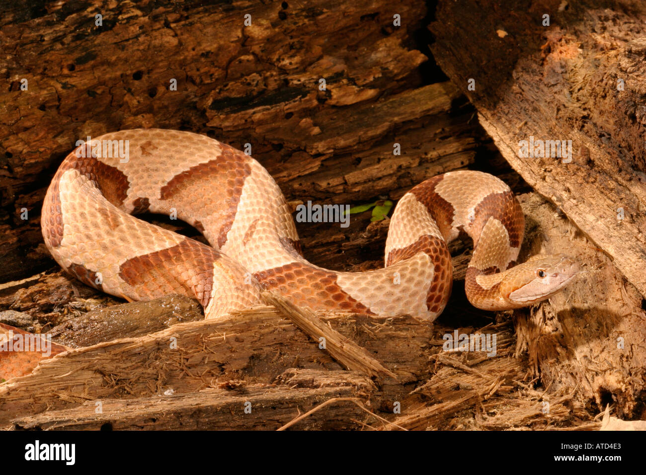Southern Copperhead Snake Stock Photo - Alamy