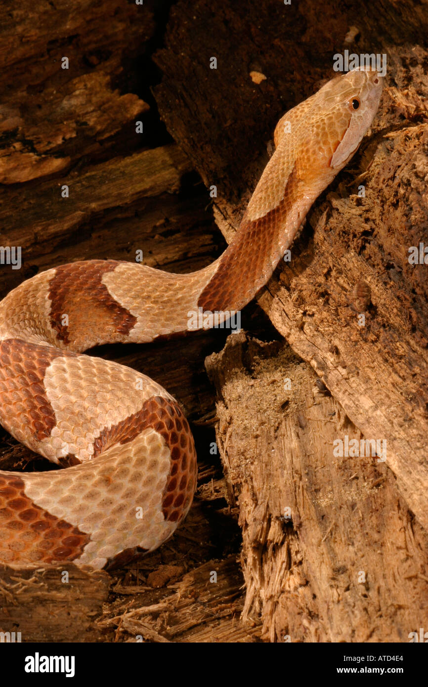 Southern Copperhead Snake Stock Photo - Alamy