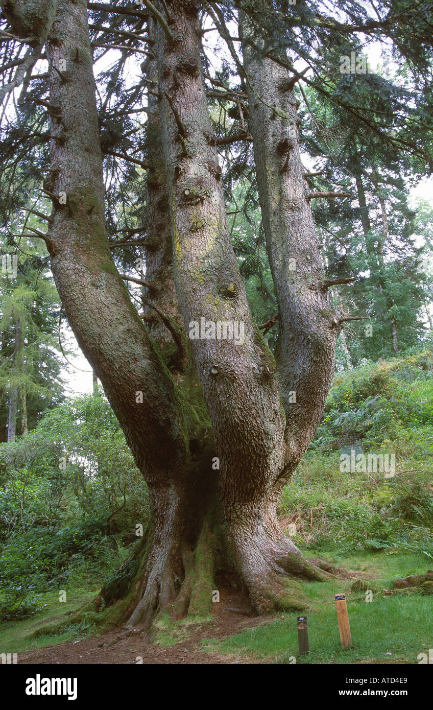 The largest silver fir tree in Europe at Ardkinglas in Scotland Stock ...