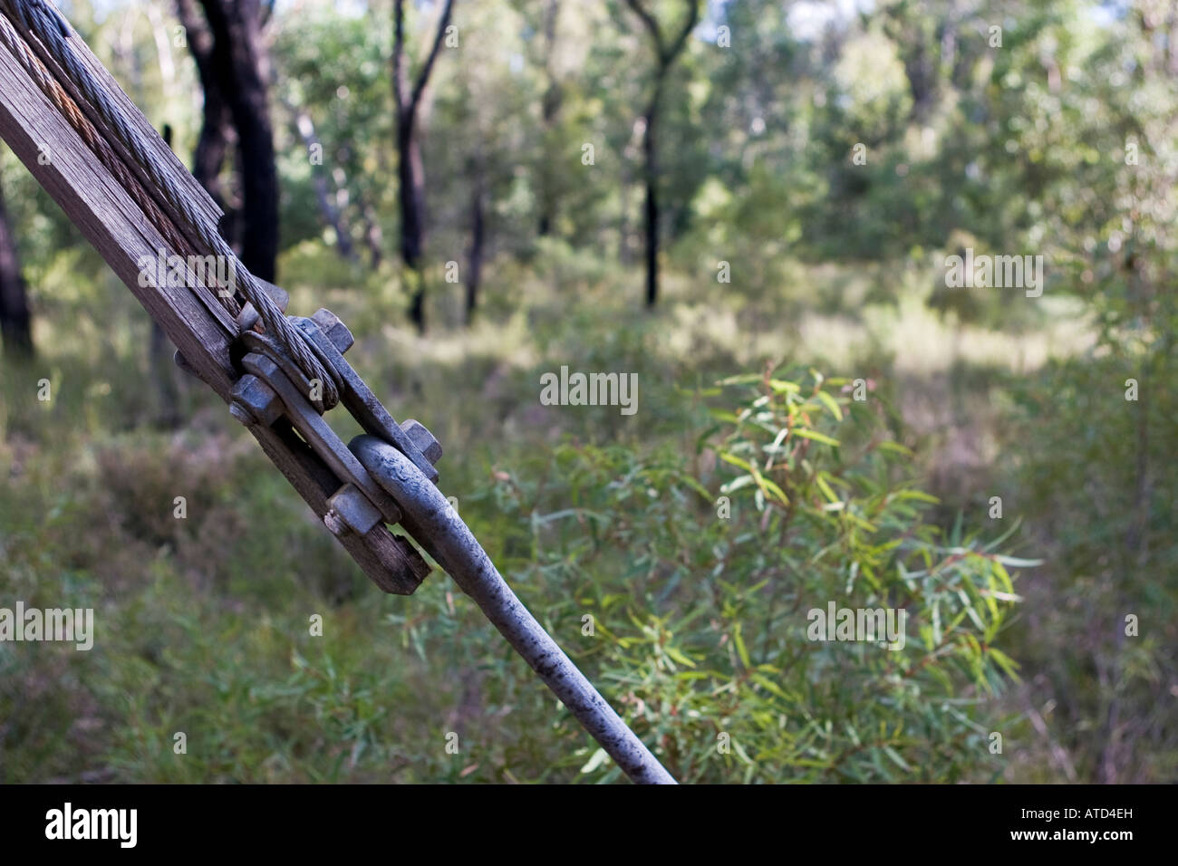 Detail of a guy wire shackle in a bushland setting Stock Photo - Alamy