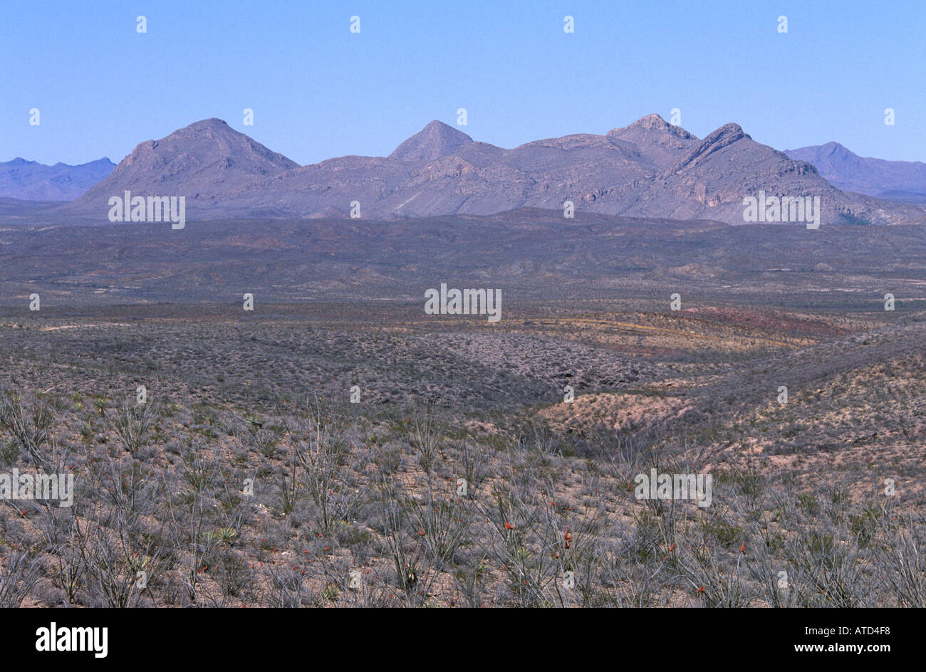 View of the Chihuahua Desert near Ojinaga in Mexico Stock Photo - Alamy