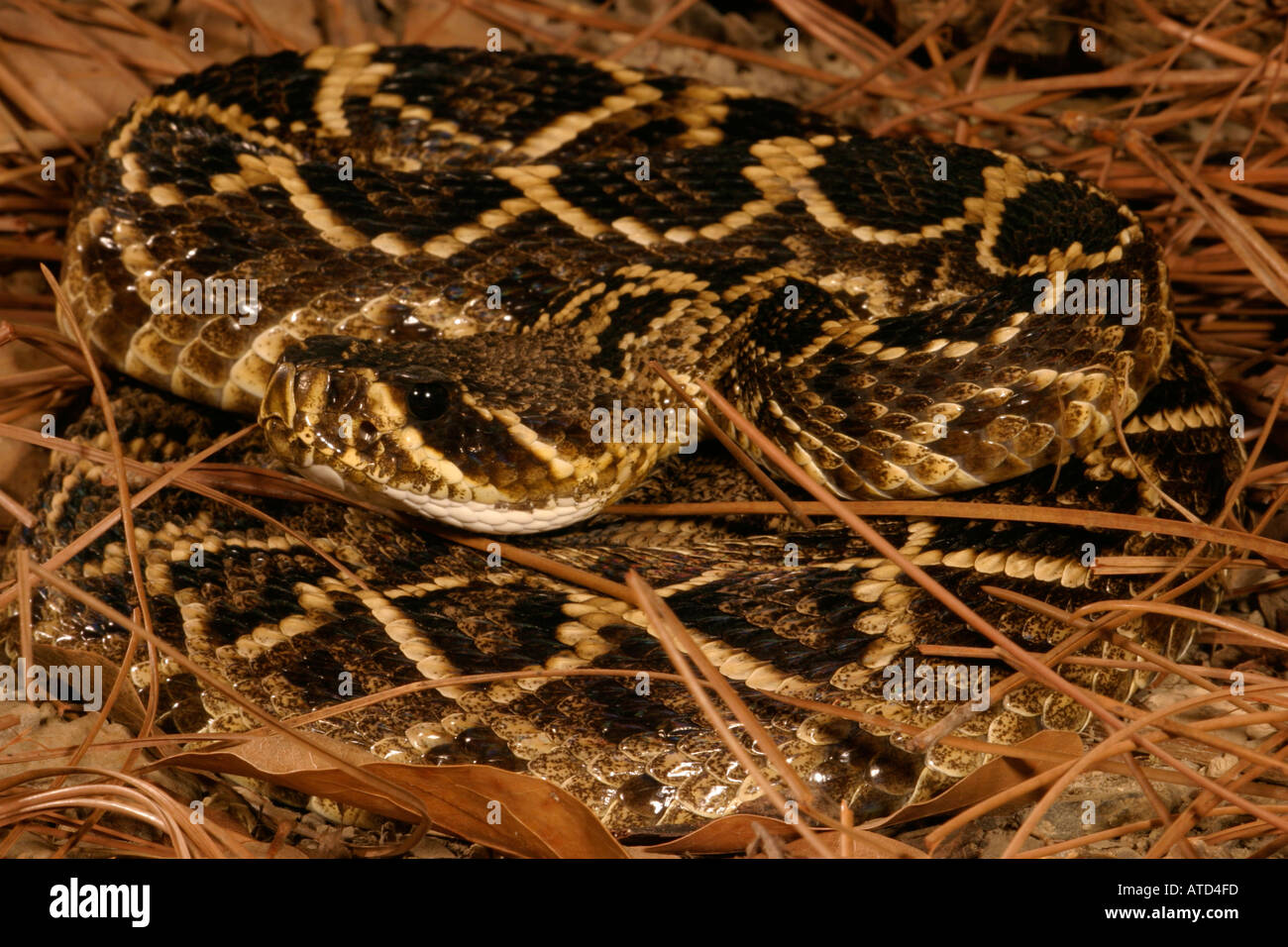 Eastern Diamondback Rattlesnake Stock Photo - Alamy