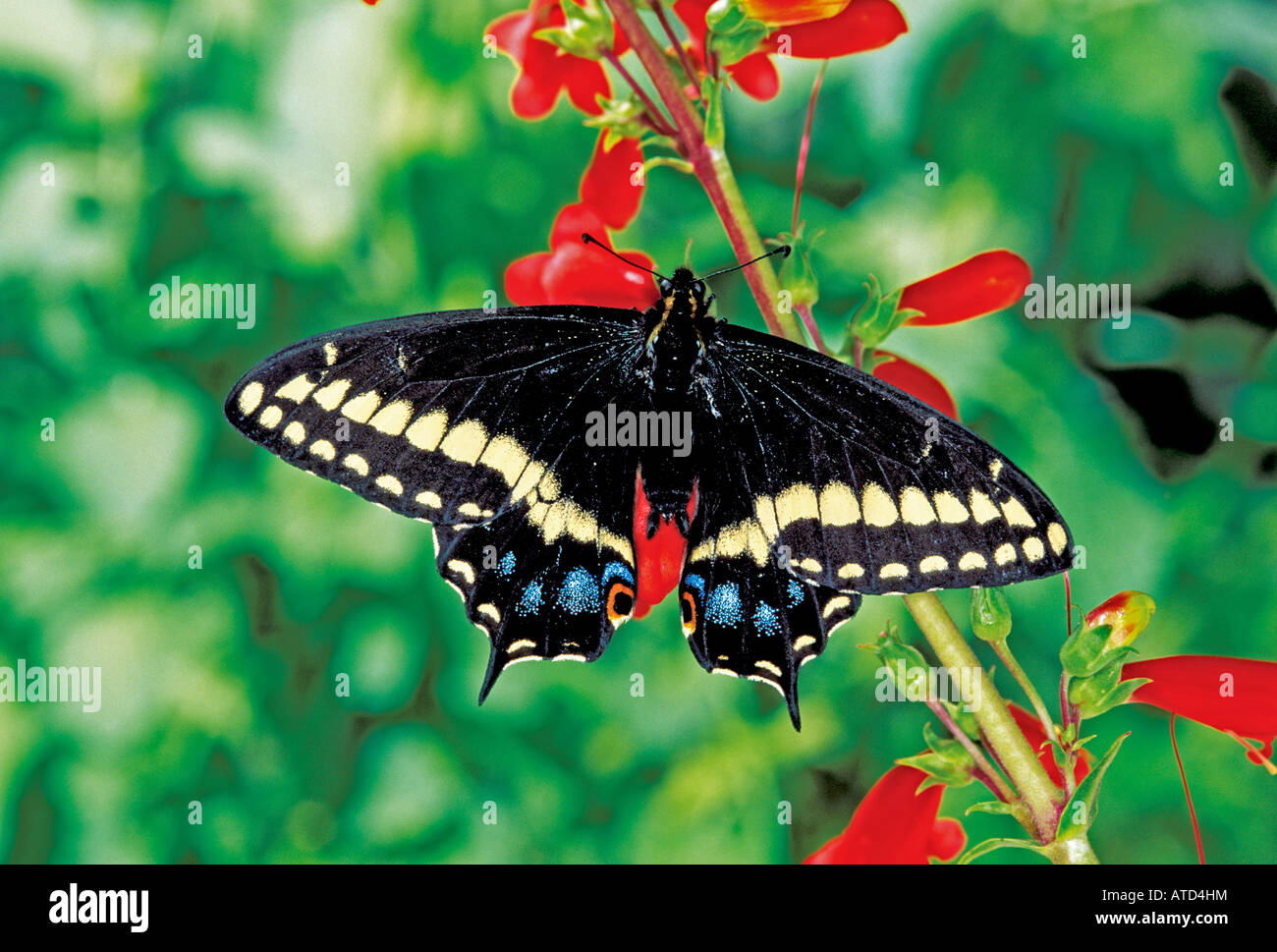 Indra swallowtail butterfly papilio indra hi-res stock photography and ...