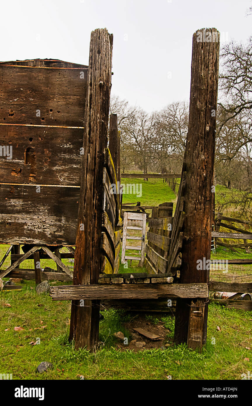 Loading cattle hi-res stock photography and images - Alamy