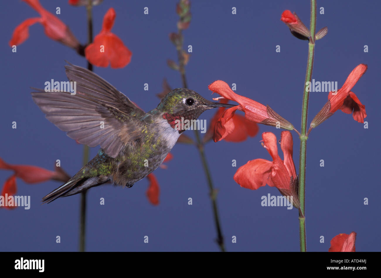 Broad-tailed Hummingbird male, Selasphorus platycercus, feeding at ...