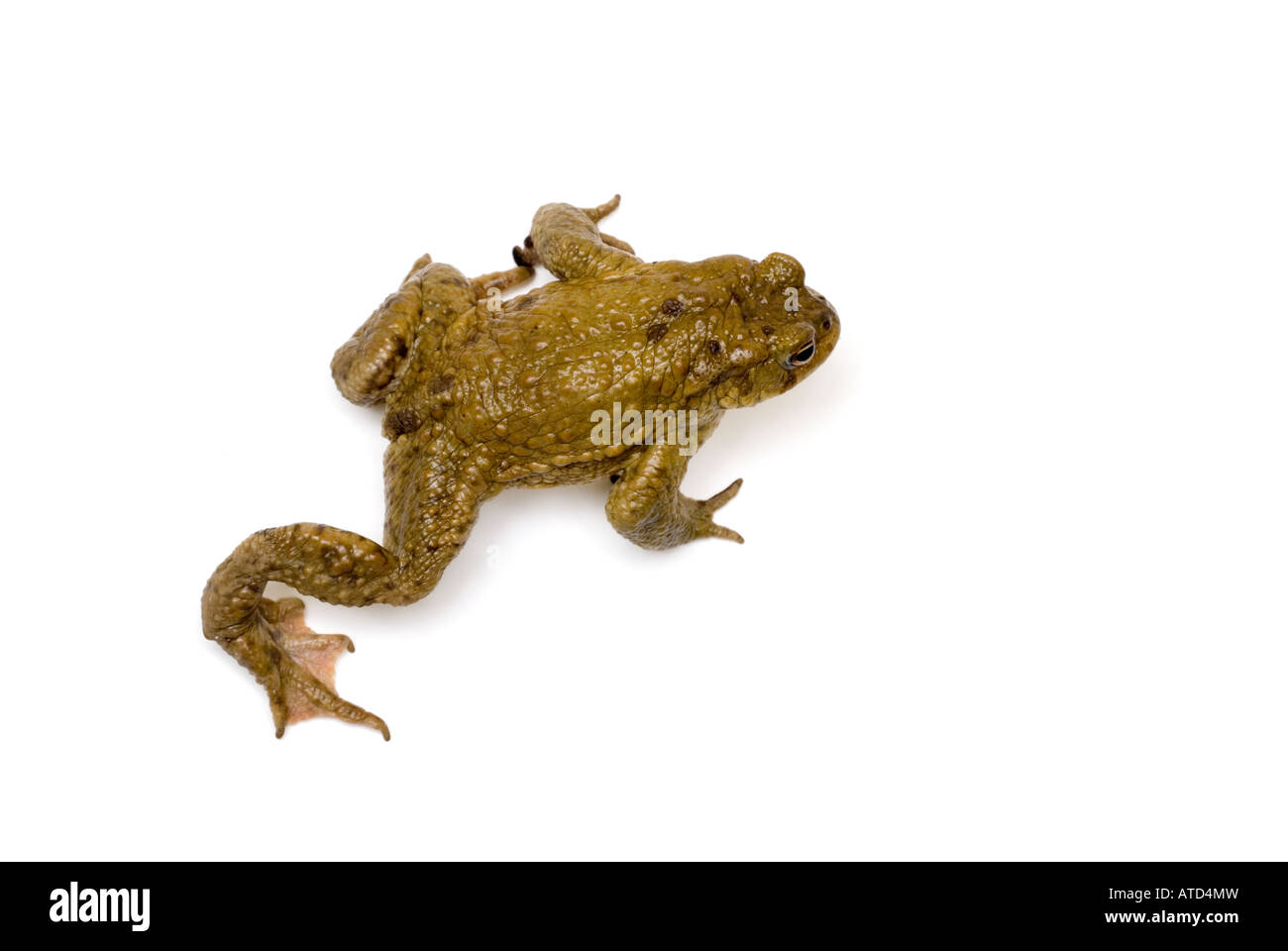 COMMON TOAD Bufo bufo Stock Photo - Alamy