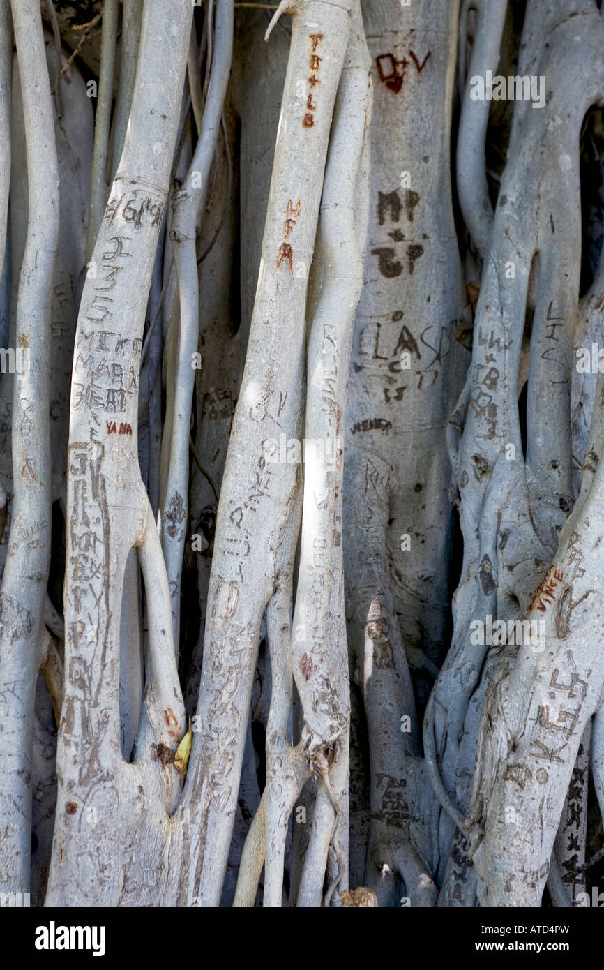 Tree roots carved names verticle Stock Photo - Alamy