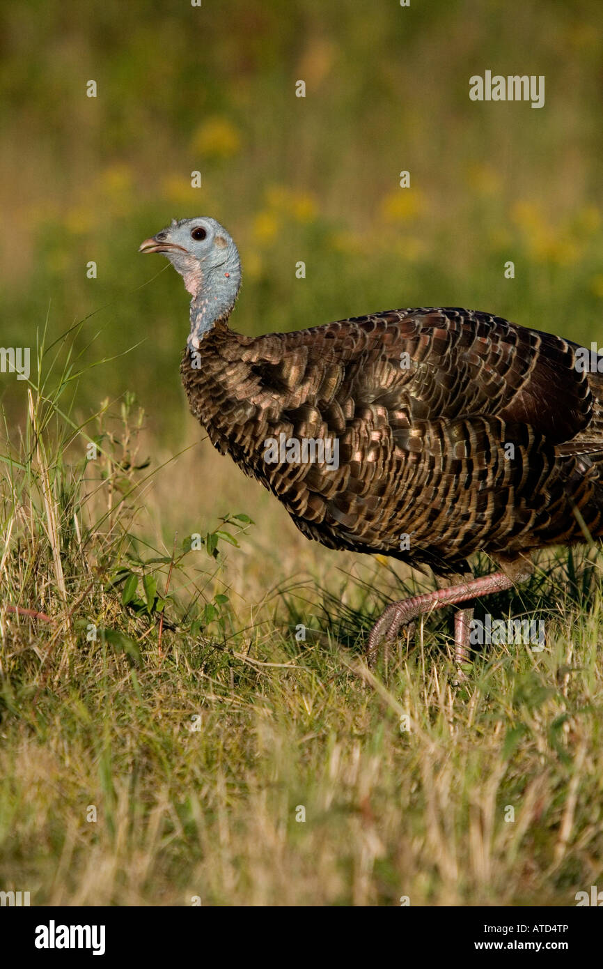 Wild turkey eating in open field hi-res stock photography and images ...