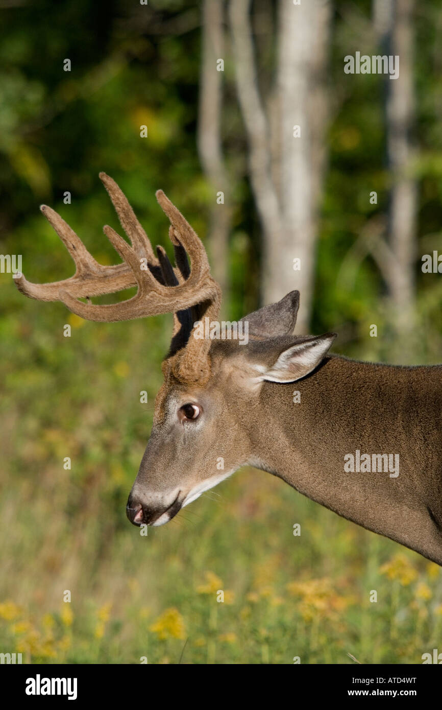 White tailed deer buck looking back hi-res stock photography and images ...