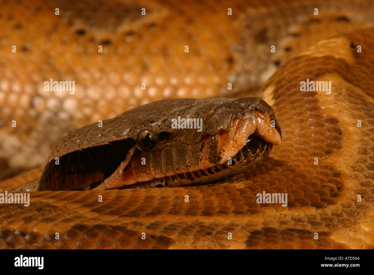Blood python hi-res stock photography and images - Alamy