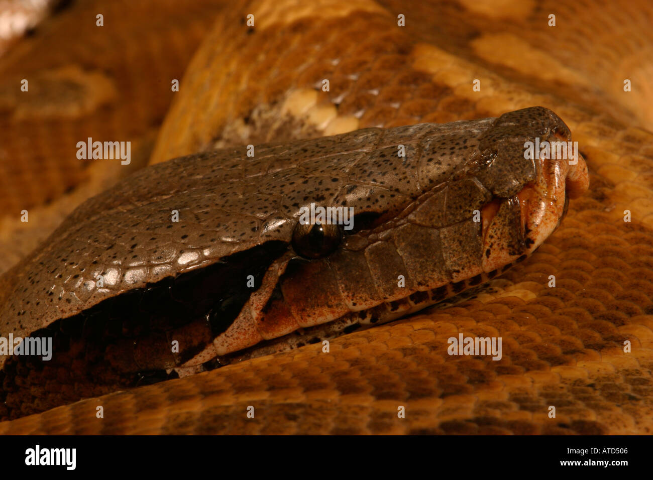 Blood python eyes hi-res stock photography and images - Alamy