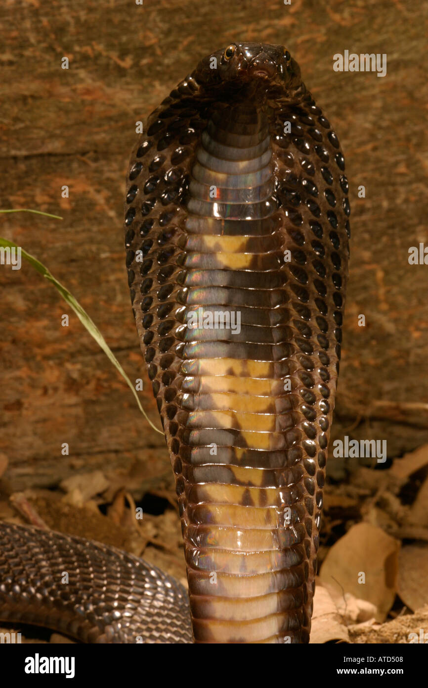 Black cobra snake hi-res stock photography and images - Alamy