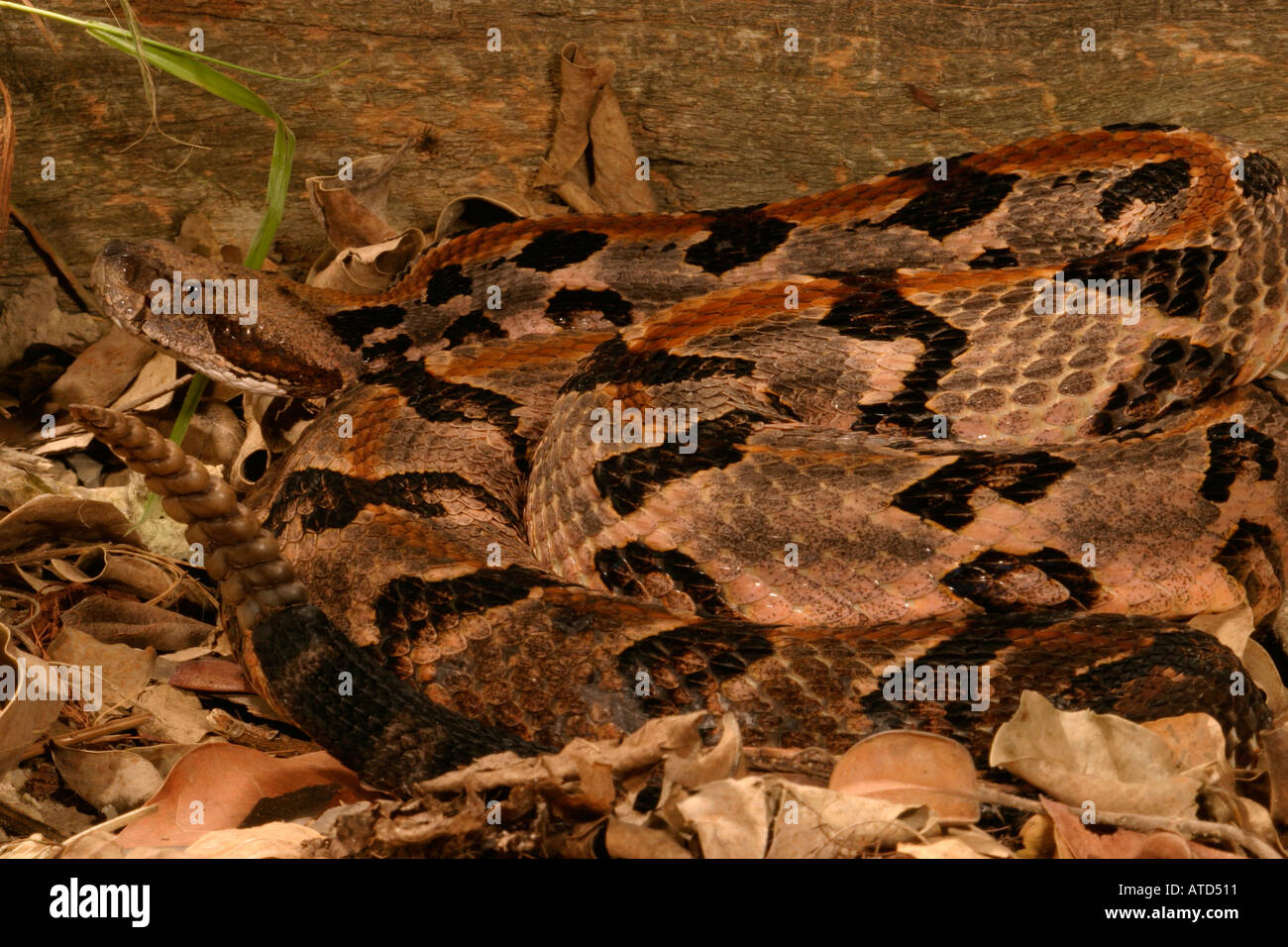 Canebrake rattlesnake hi-res stock photography and images - Alamy