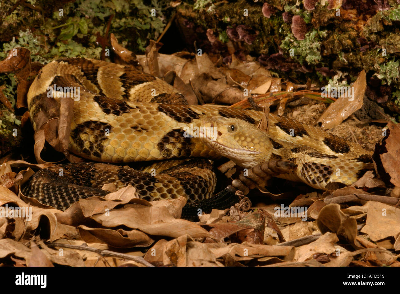 Eastern timber rattlesnake hi-res stock photography and images - Alamy
