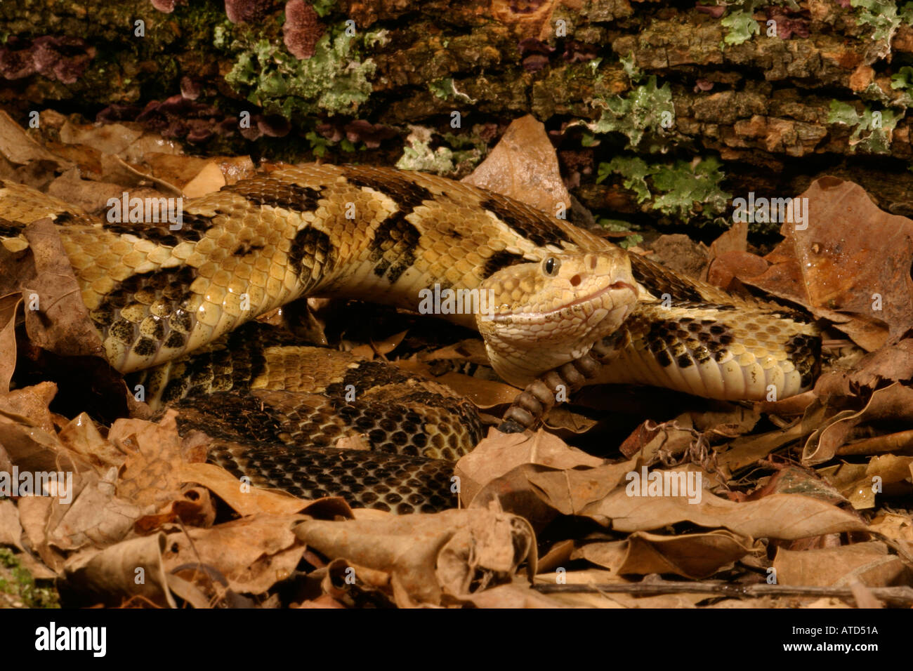 Eastern timber rattlesnake hi-res stock photography and images - Alamy