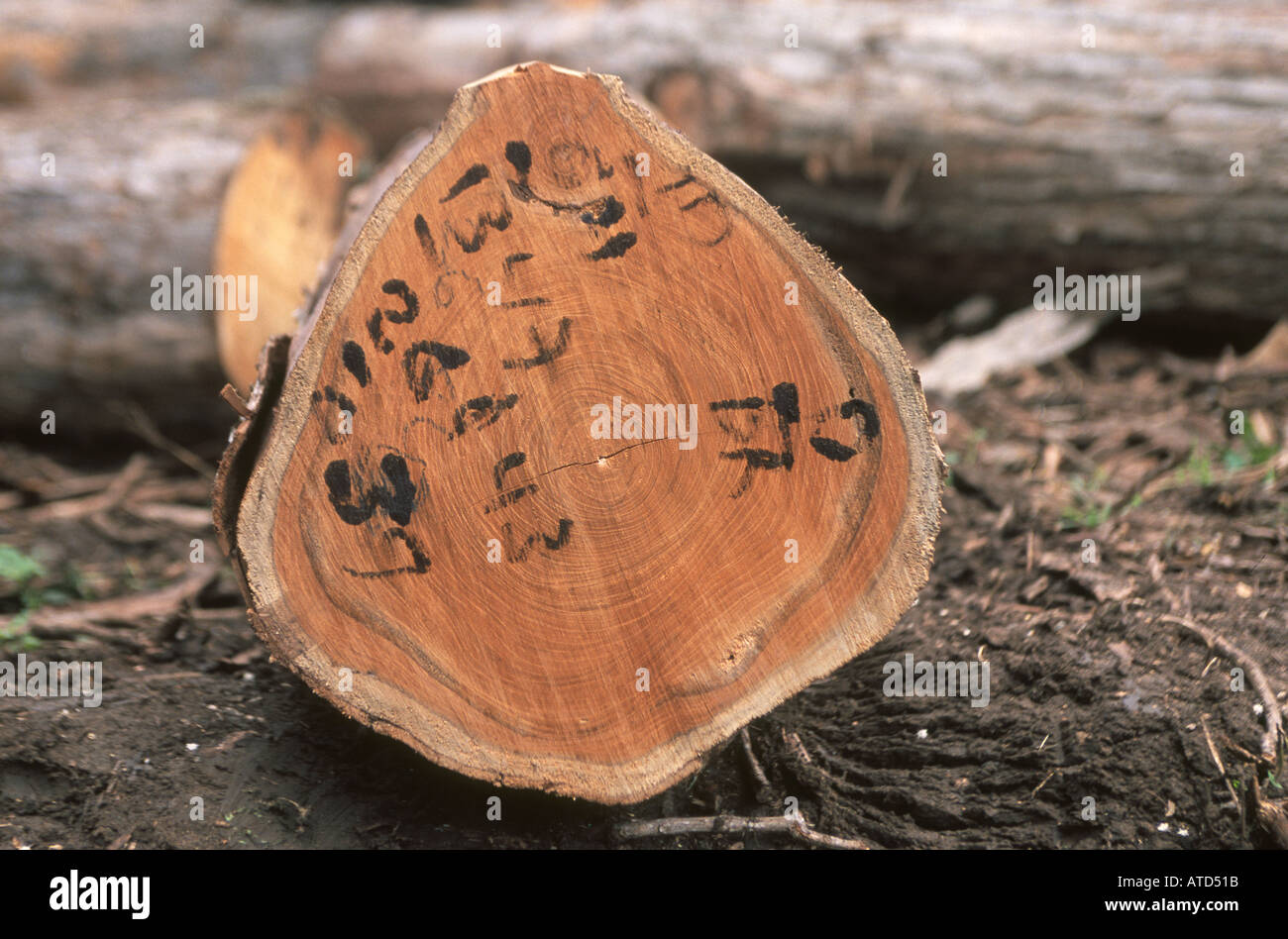 Harvested teak tree comaprtement 69 Tenegger Stock Photo - Alamy