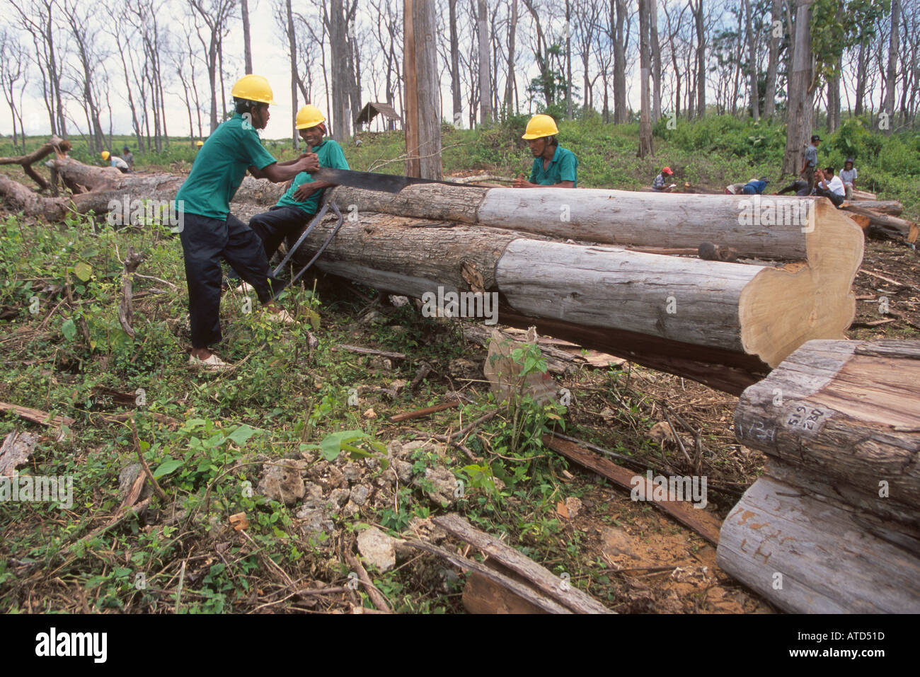 Sawing felled teak trees into sections by hand on the Protani plantaion ...
