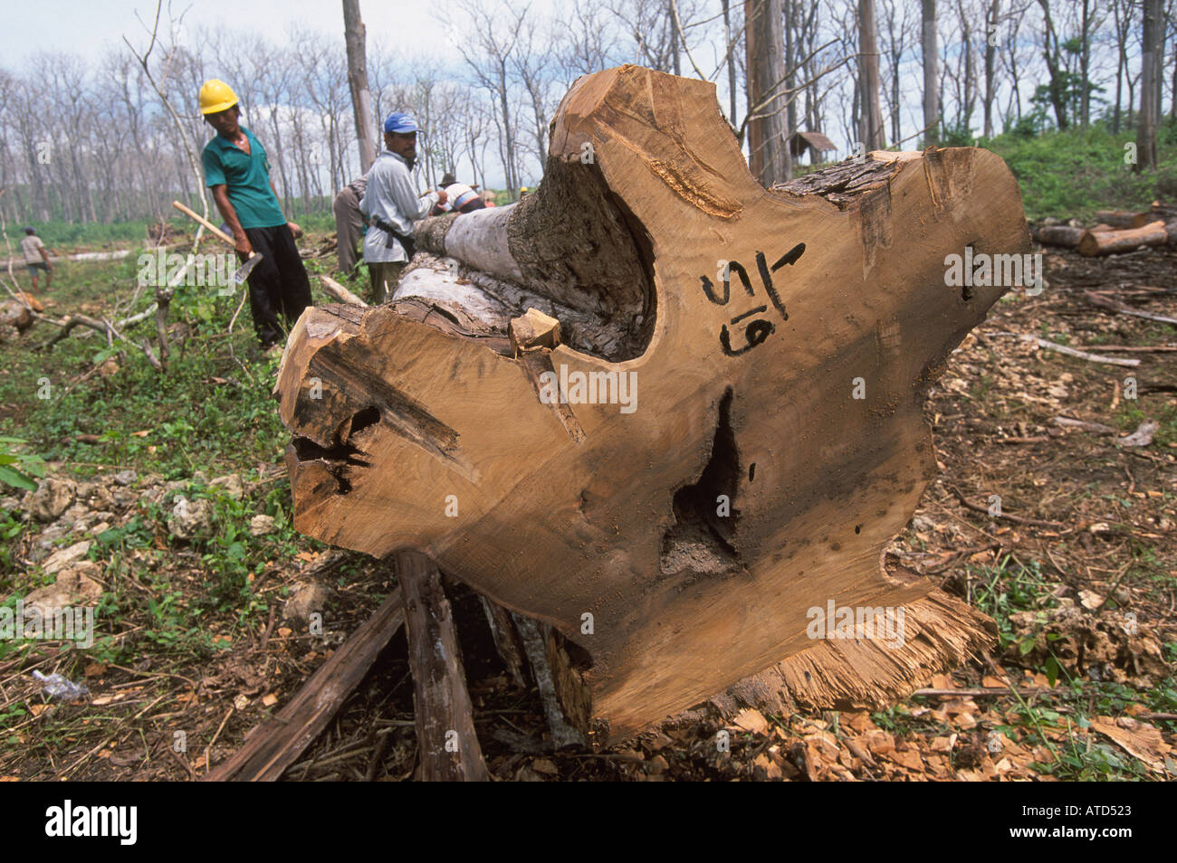 Harvested teak Protani teak forest near Semarang Java Compartment 69 ...