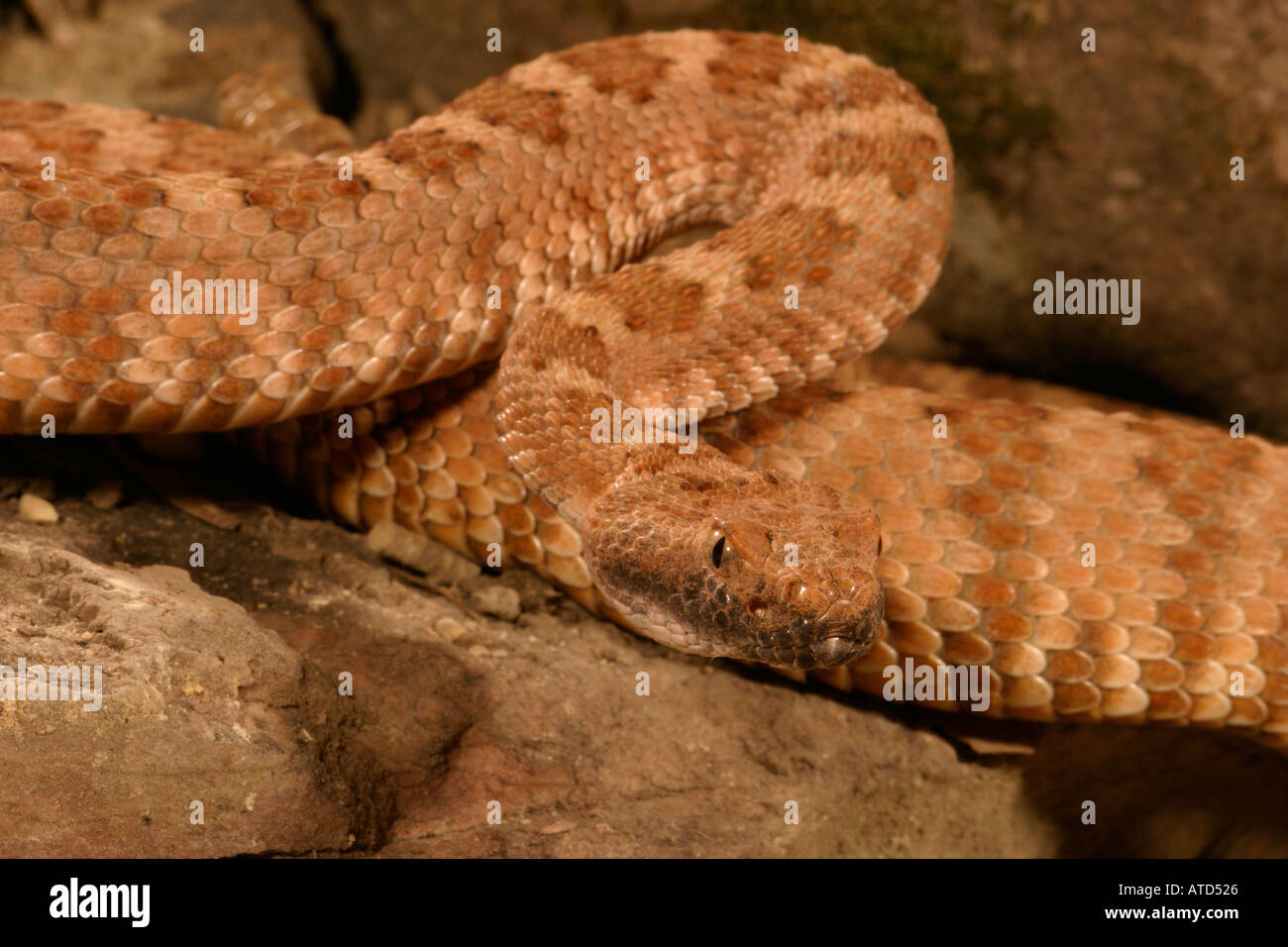 Rattlesnake skin pattern hi-res stock photography and images - Alamy