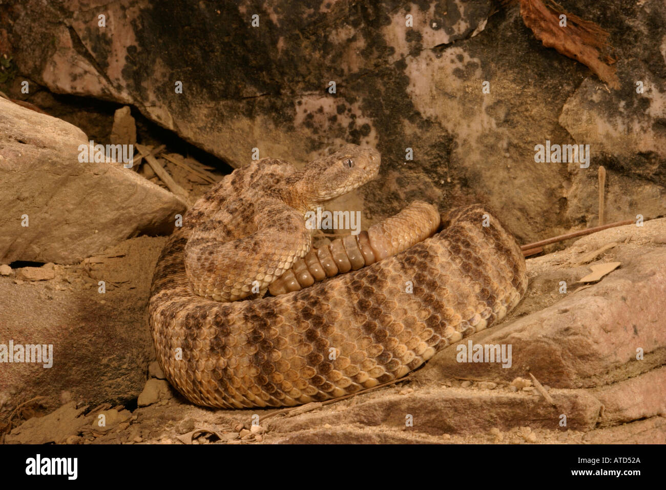 Tiger rattlesnake crotalus tigris hi-res stock photography and images ...