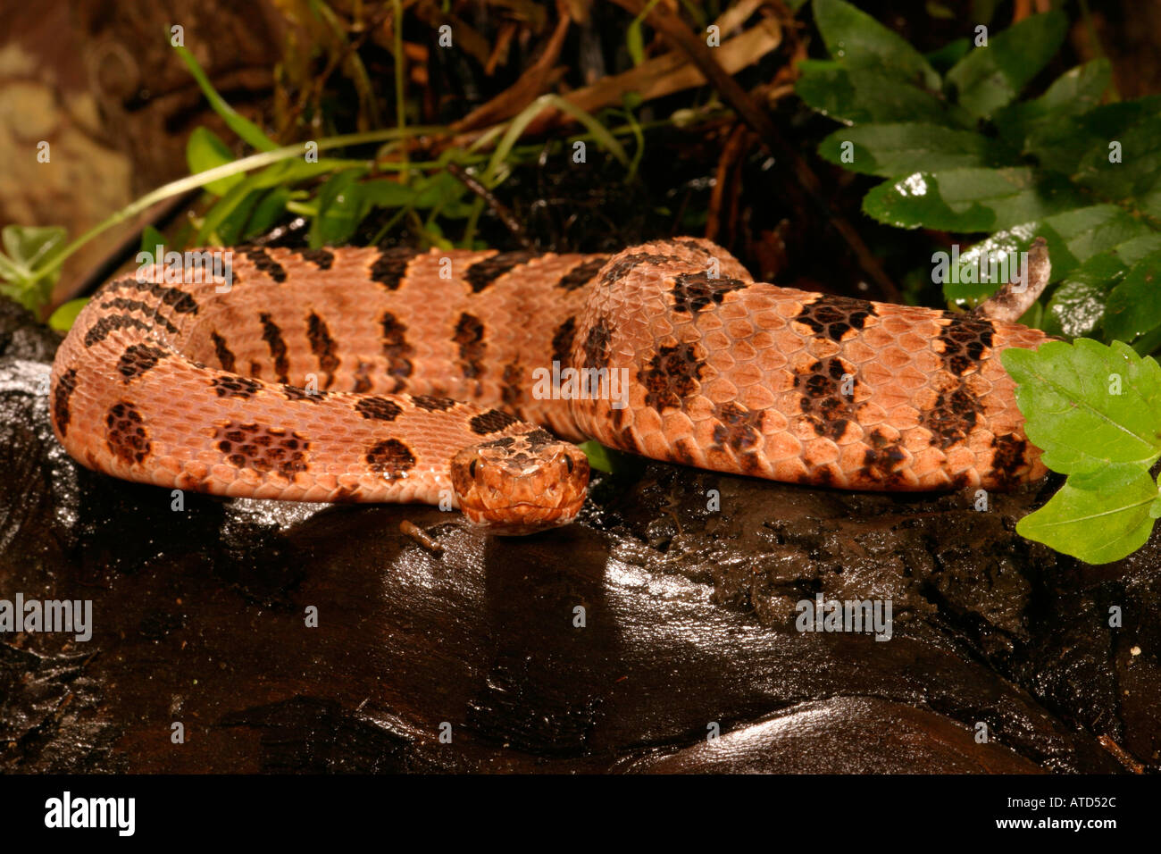 Pygmy rattlesnake hi-res stock photography and images - Alamy