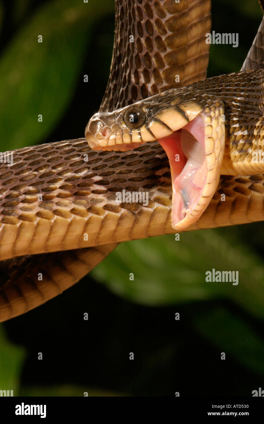Blanding s Tree Snake Stock Photo - Alamy
