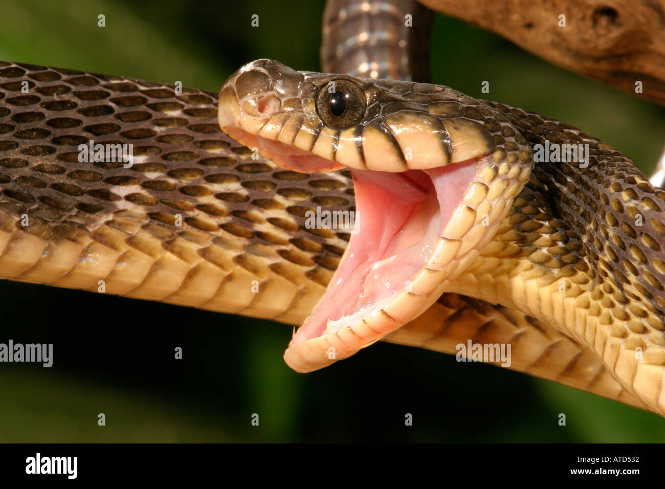Blanding s Tree Snake Stock Photo - Alamy