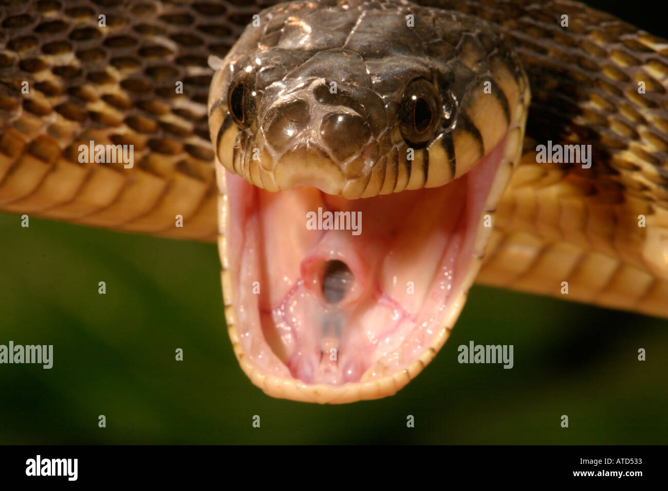 Blanding s Tree Snake Stock Photo - Alamy
