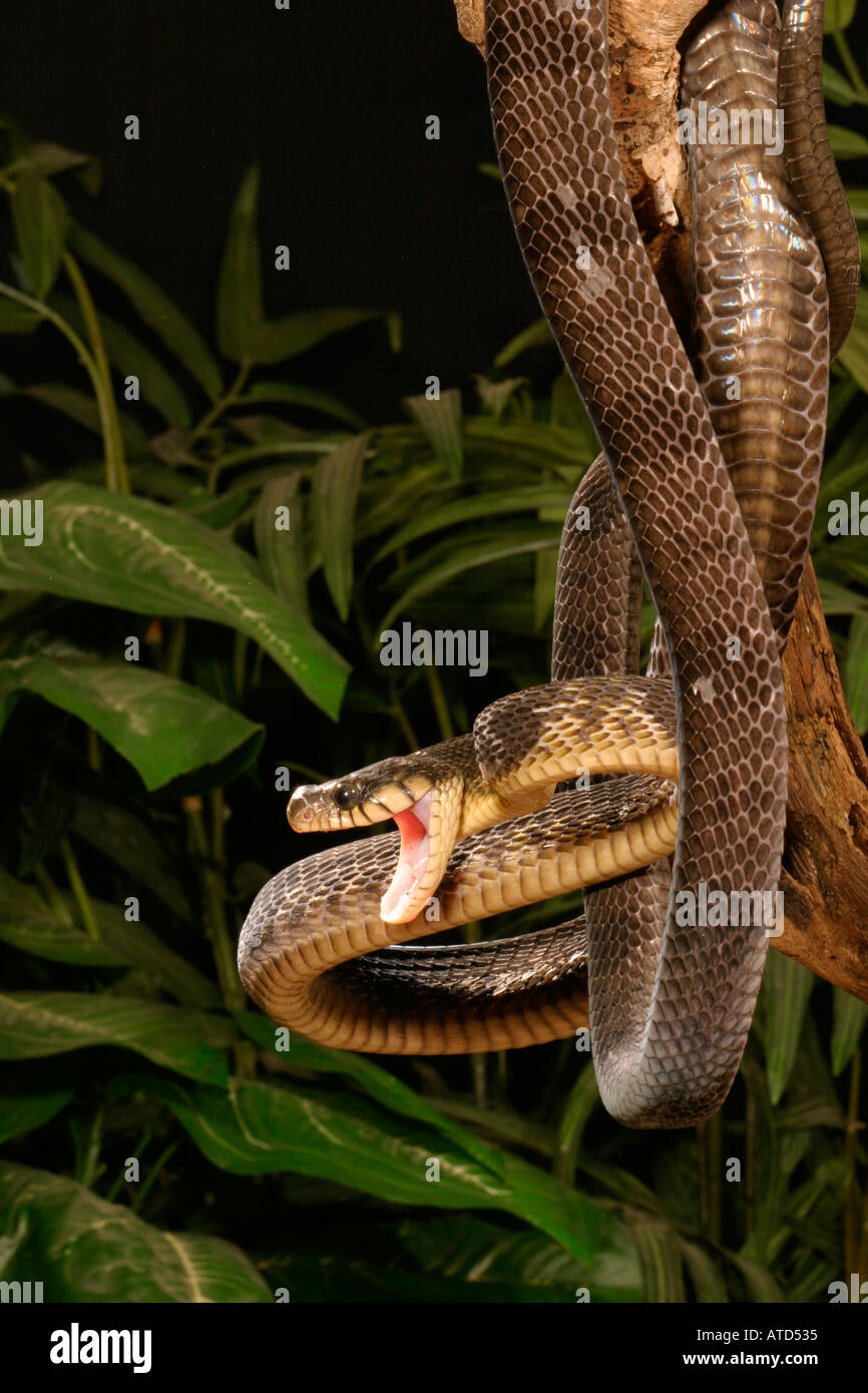 Blanding s Tree Snake Stock Photo - Alamy