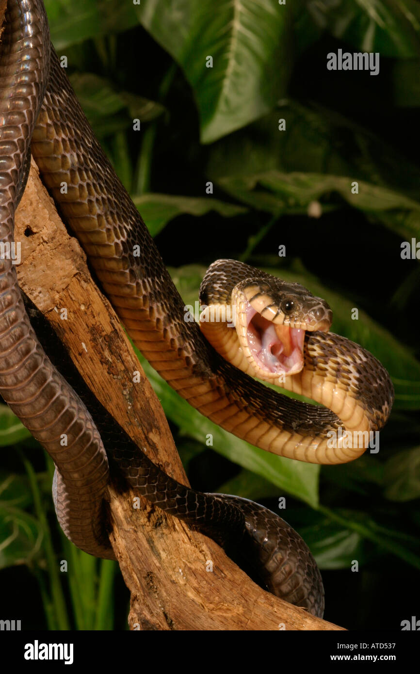 Blanding s Tree Snake Stock Photo - Alamy