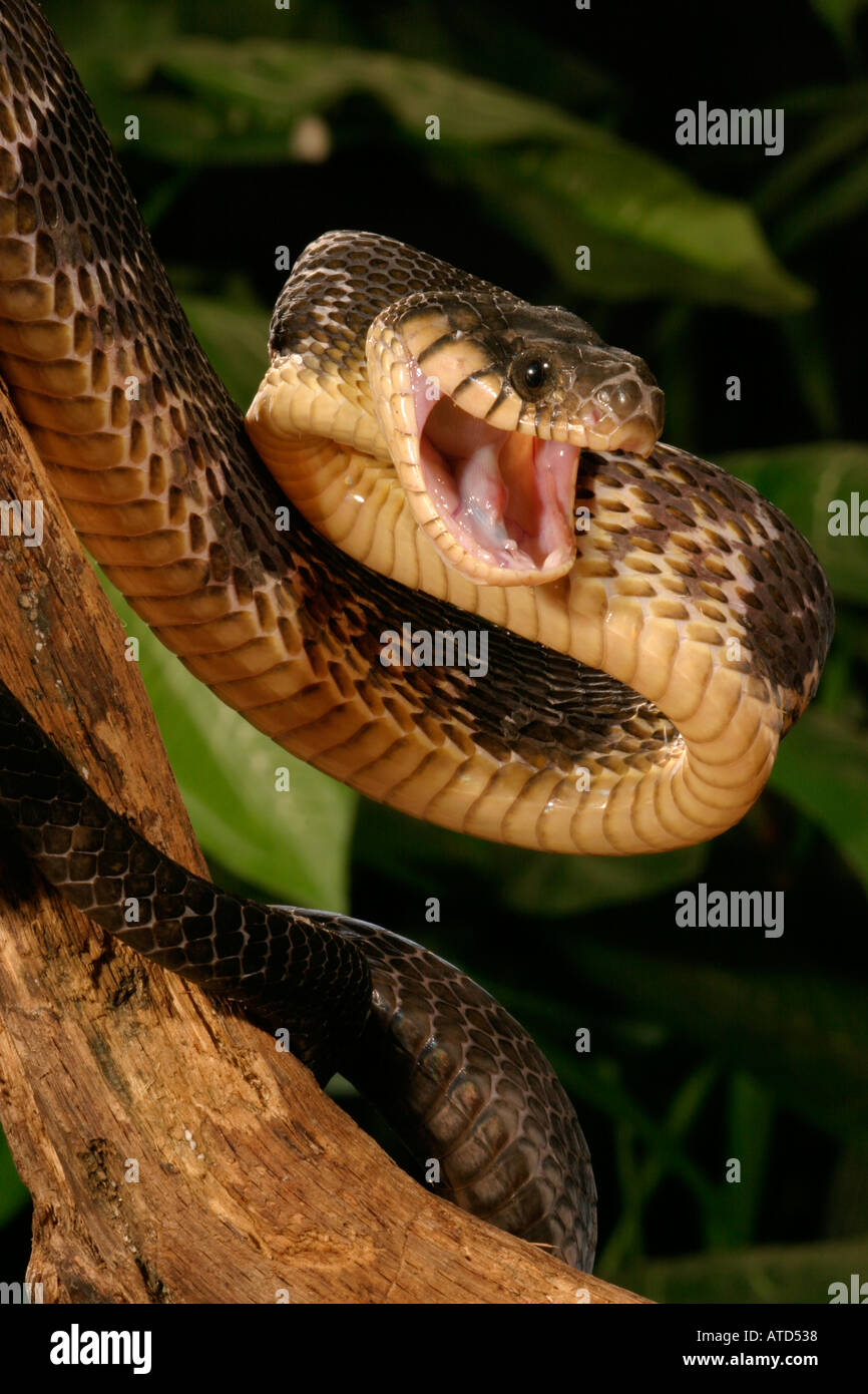 Blanding tree snake hi-res stock photography and images - Alamy