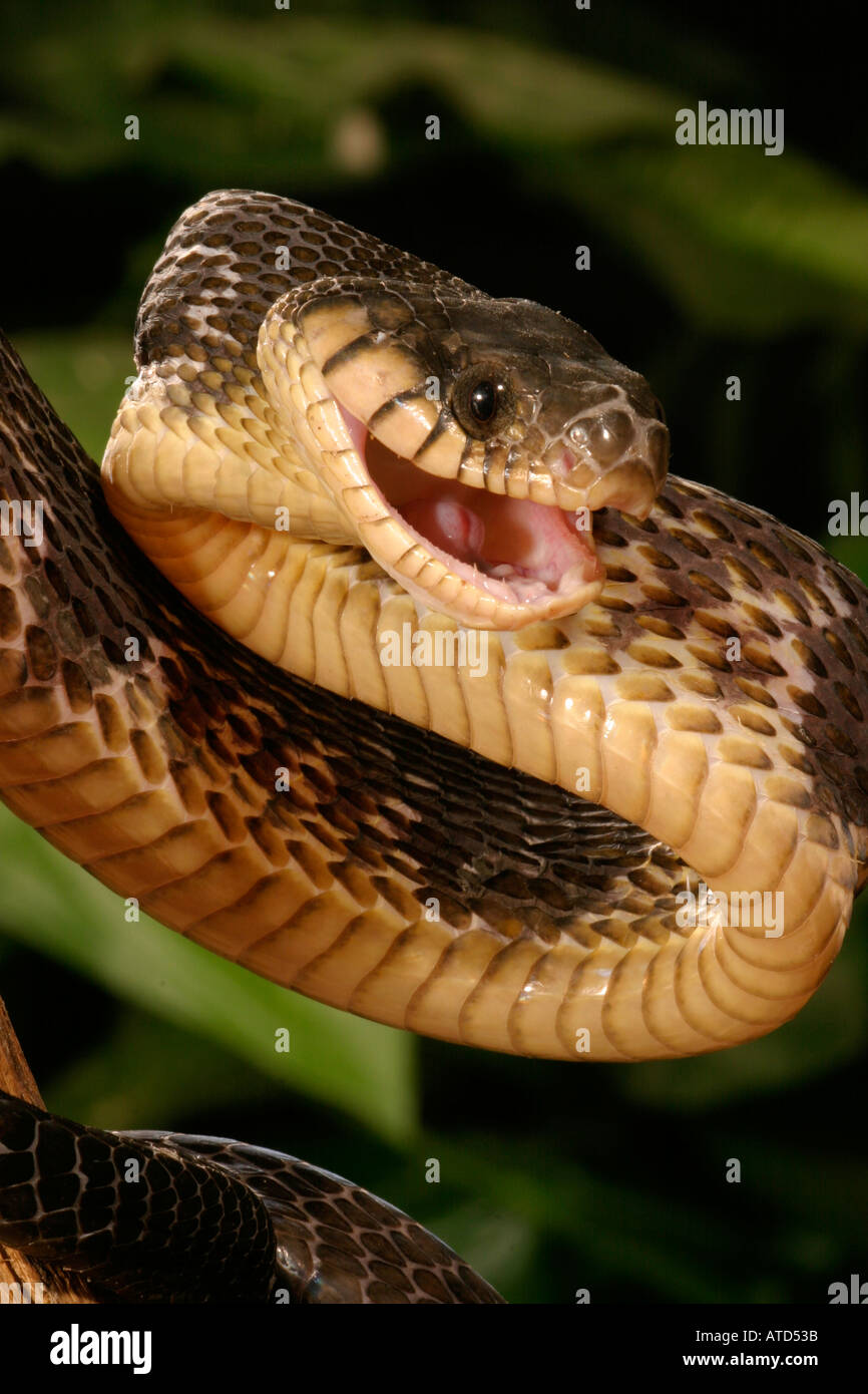 Blanding s Tree Snake Stock Photo - Alamy
