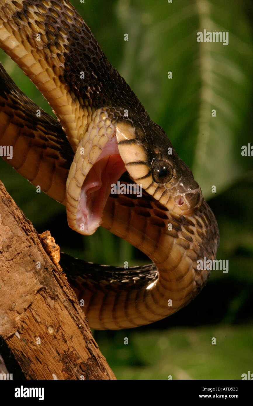 Blanding s Tree Snake Stock Photo - Alamy