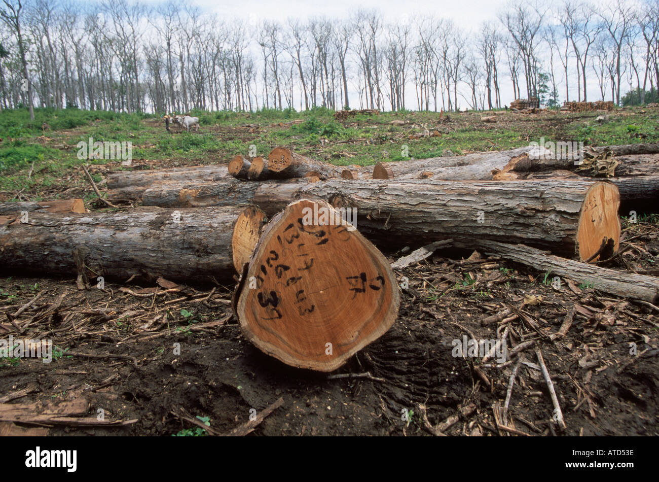 Harvested teak on the Protani teak forest near Semarang Java Stock ...