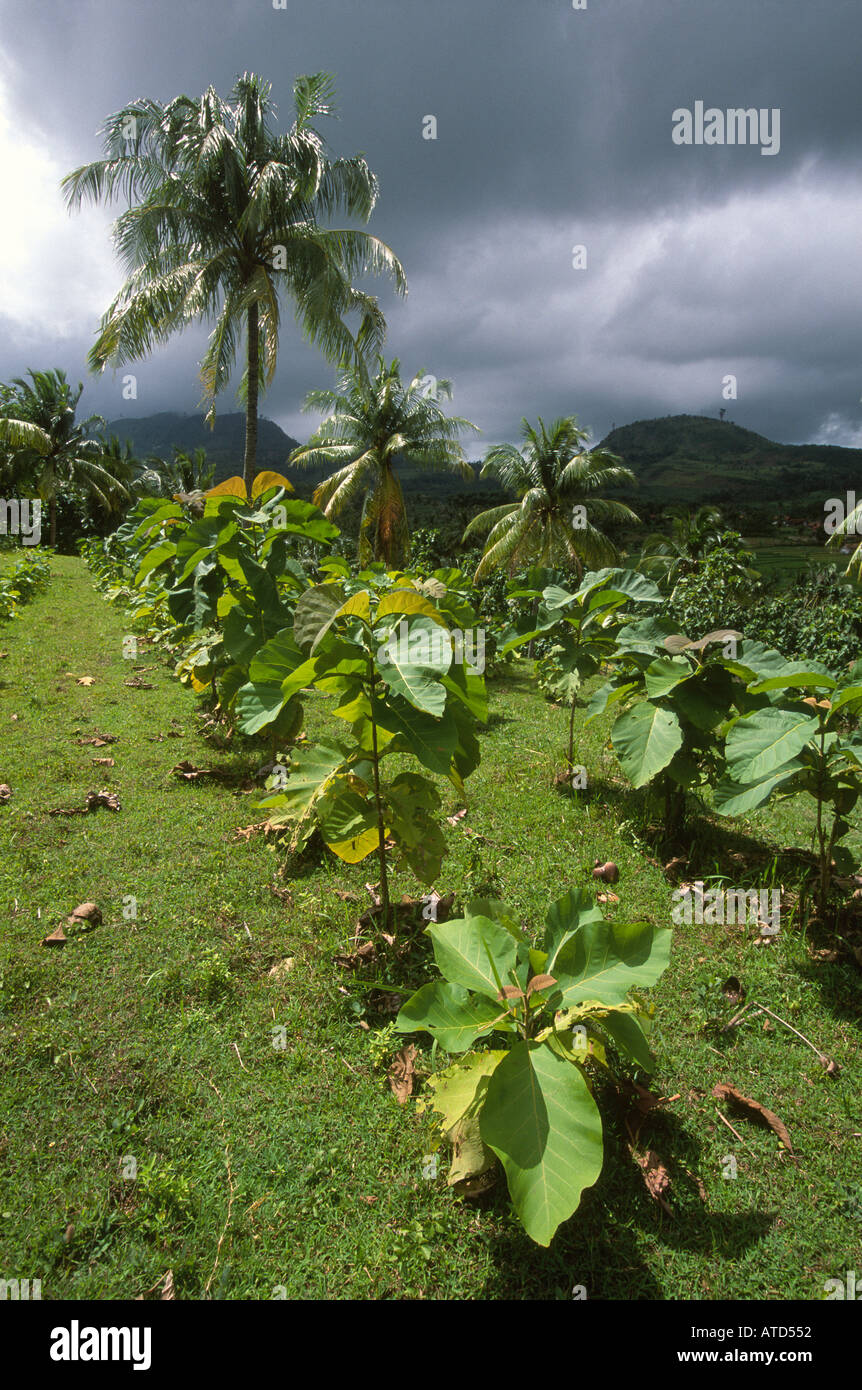 Teak trees hi-res stock photography and images - Alamy