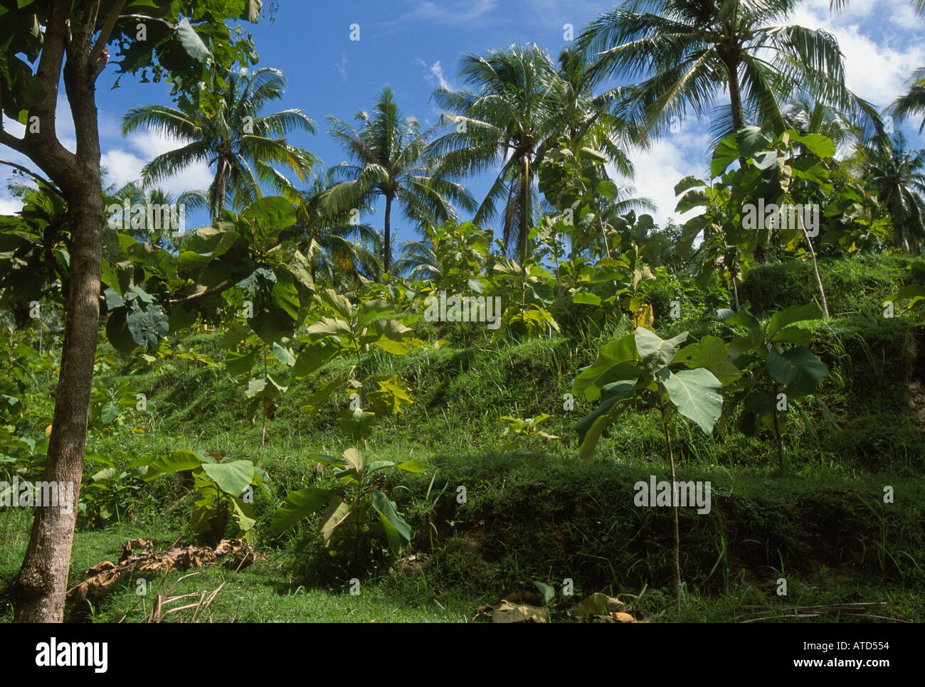 Teak trees hi-res stock photography and images - Alamy