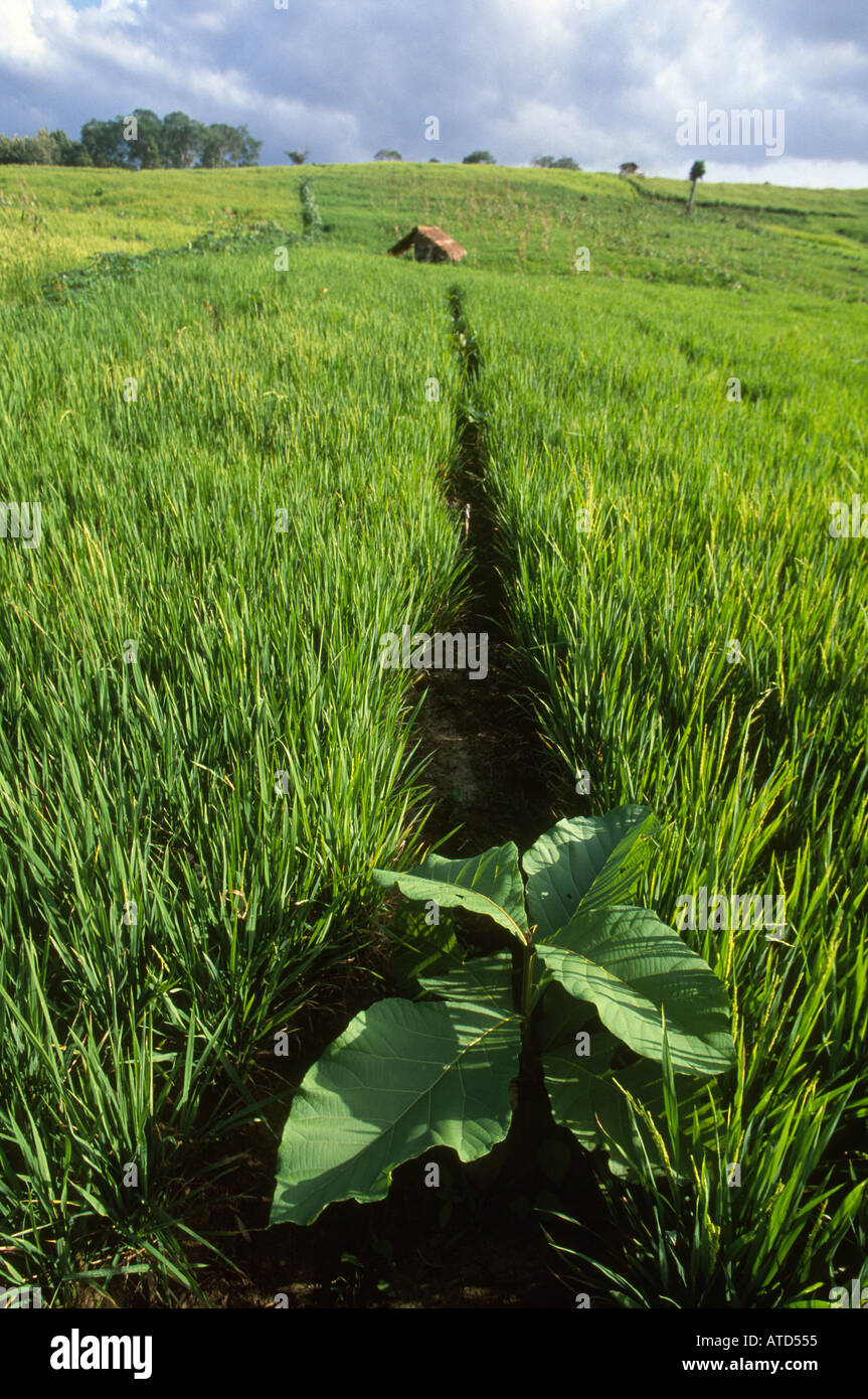 Ladam hi-res stock photography and images - Alamy