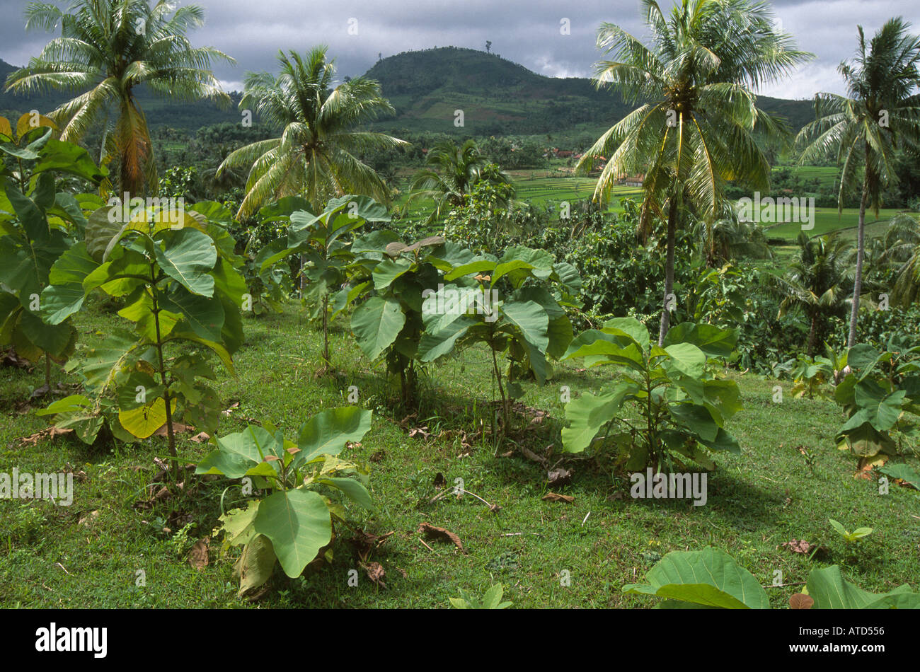 Teak trees hi-res stock photography and images - Alamy