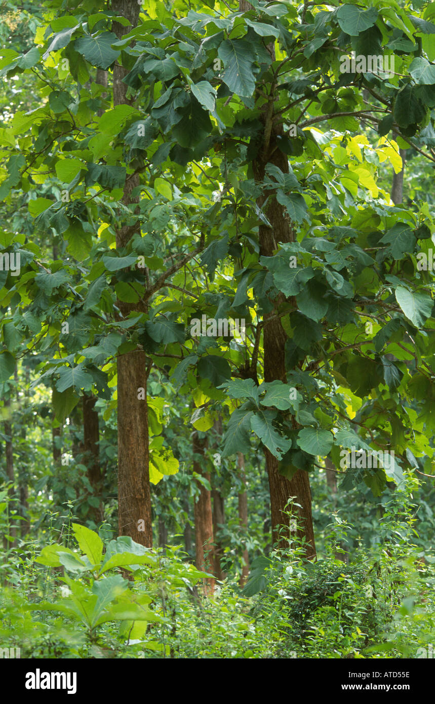 Protani teak plantation Langseung Java Stock Photo - Alamy