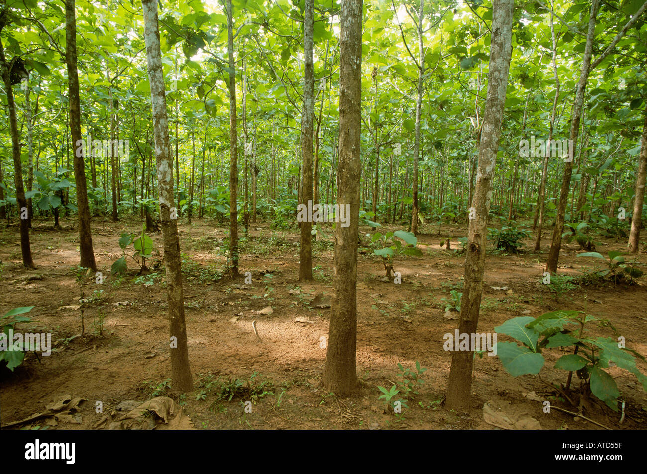 Protani teak plantation Langseung Java Stock Photo - Alamy