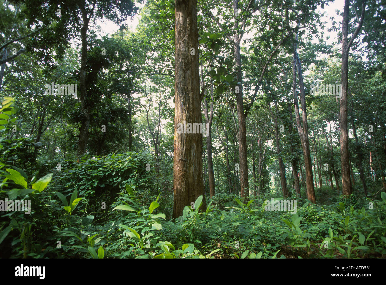 Protani teak plantation Langseung Java Stock Photo - Alamy