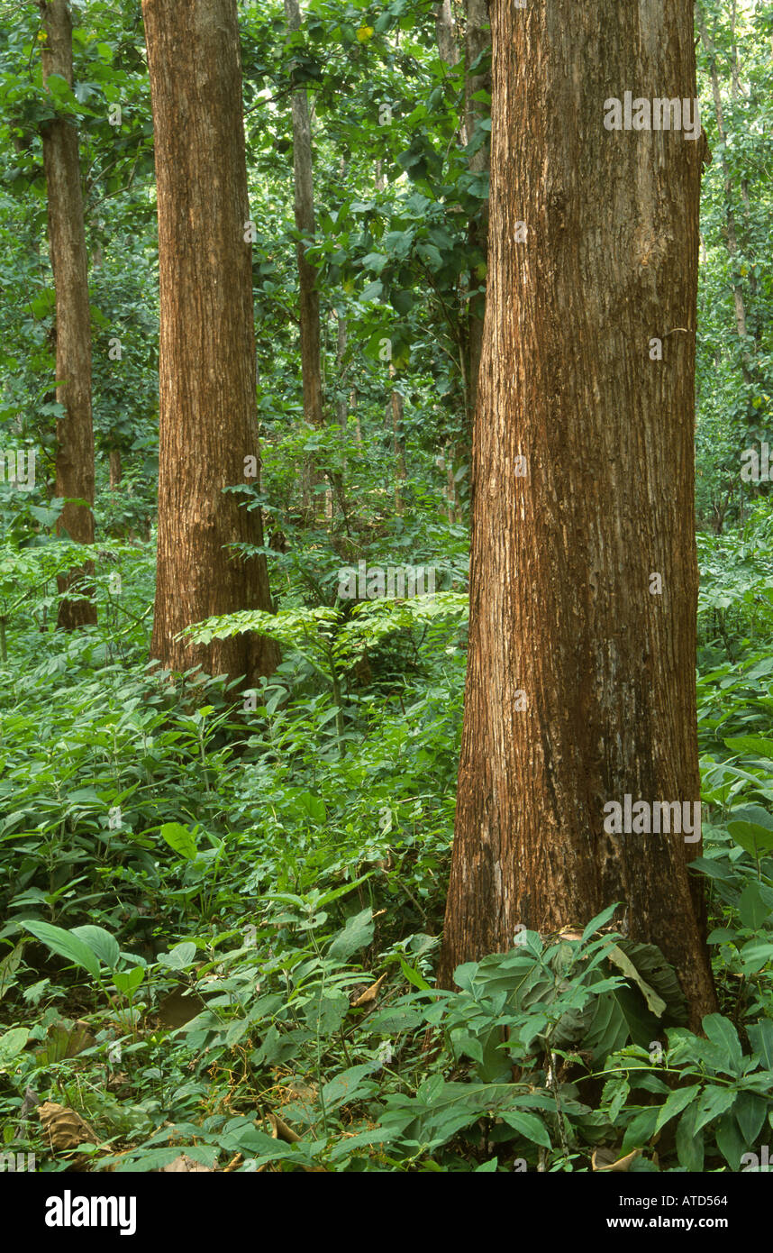 Protani teak plantation Langseung Java Stock Photo - Alamy