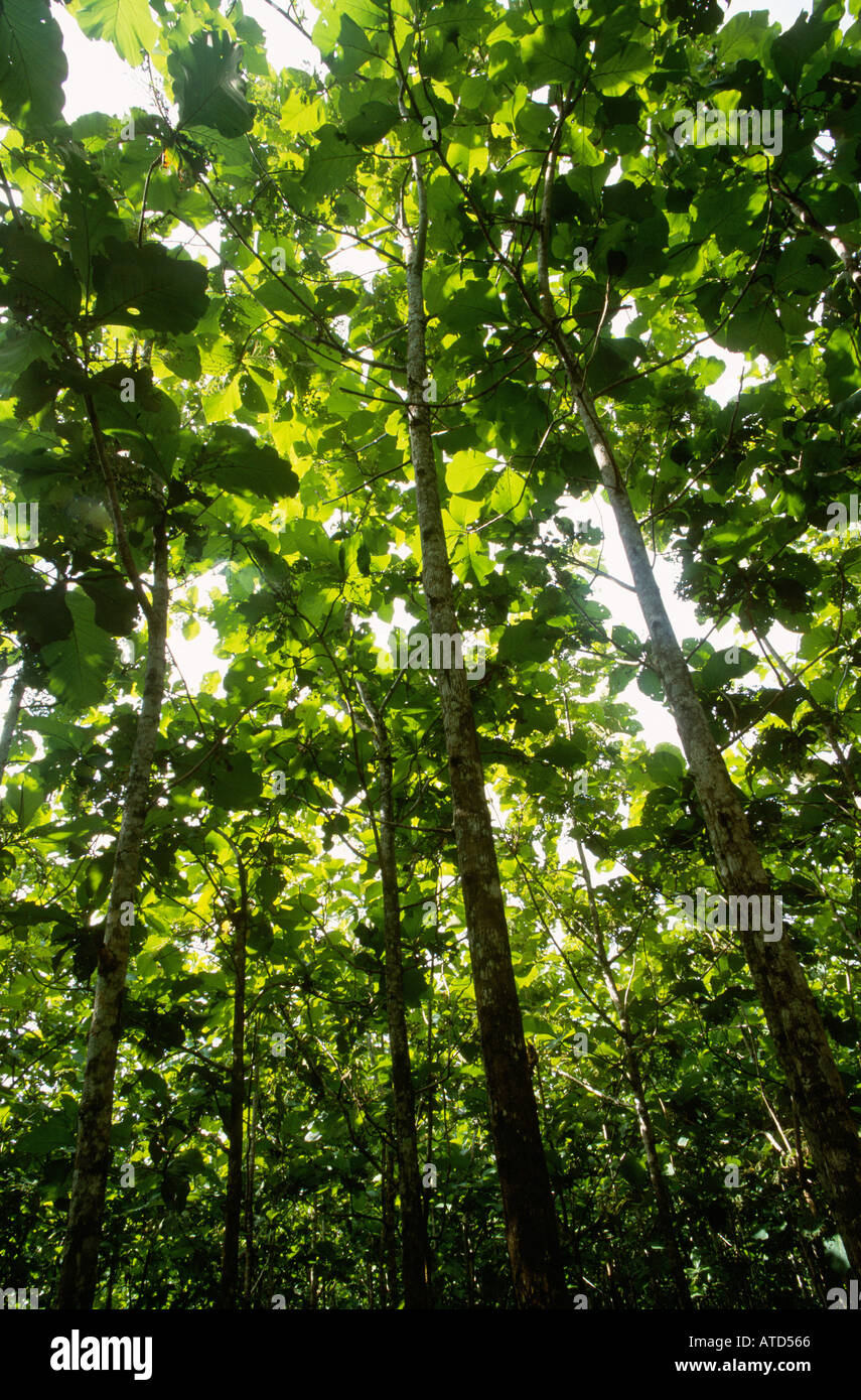 Protani teak plantation Langseung Java Stock Photo - Alamy