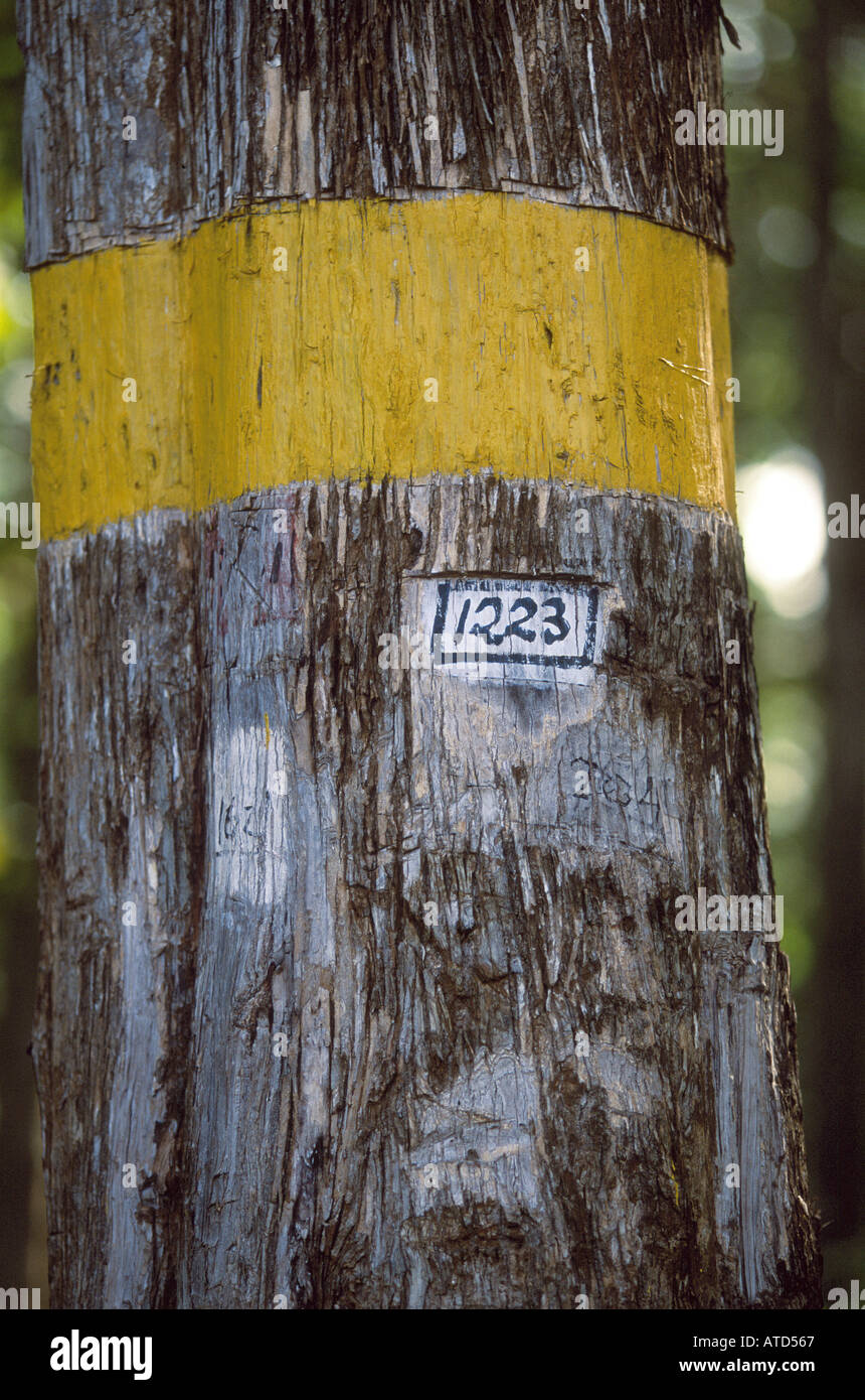 Protani teak plantation Langseung Java Stock Photo - Alamy