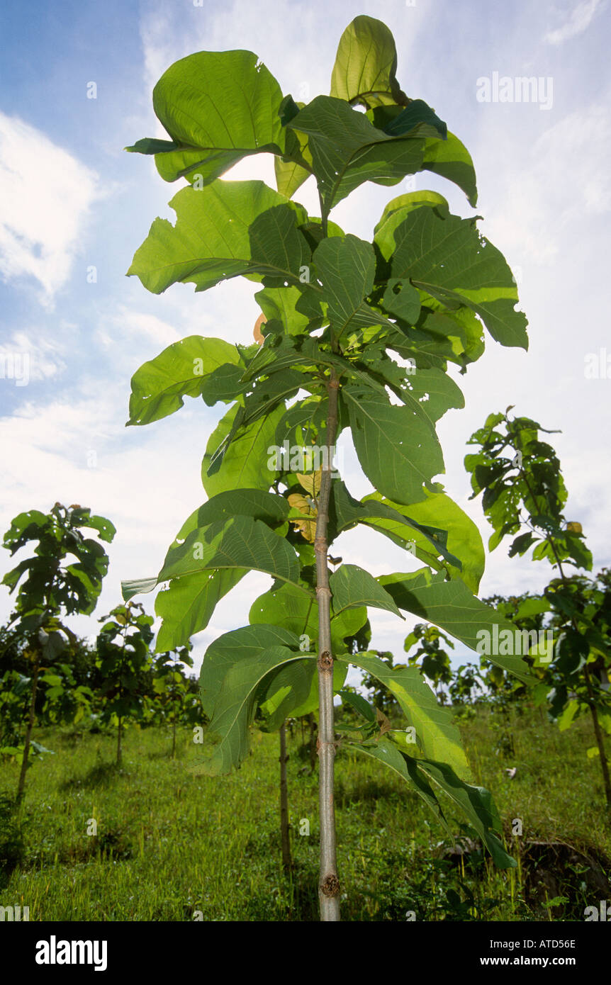 Teak seedling hi-res stock photography and images - Alamy
