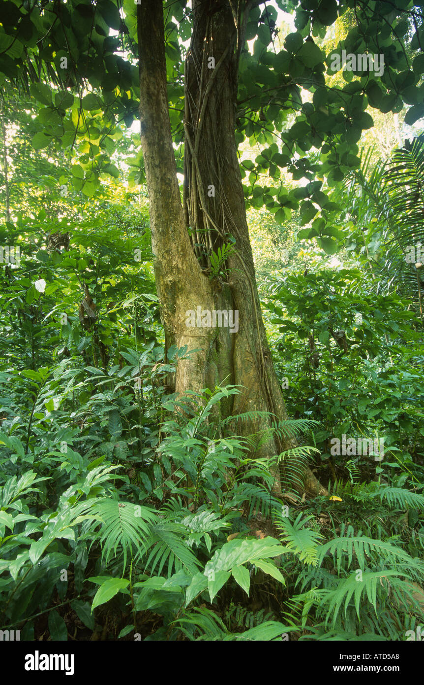 Rangka community teak forest on the Island of Muna central western ...